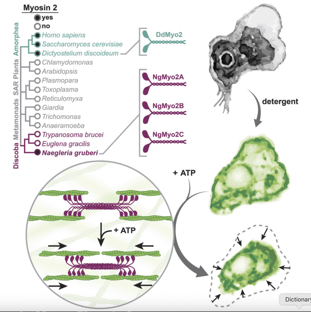 First evidence of actin network contractility by Myosin 2 in an ...
